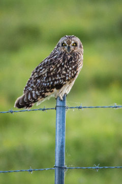 Pueo Images – Browse 22 Stock Photos, Vectors, and Video | Adobe Stock