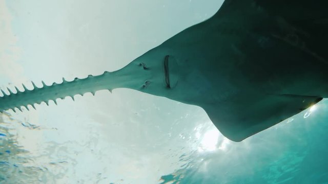 Pristidae Bilder – Durchsuchen 1,026 Archivfotos, Vektorgrafiken und ...