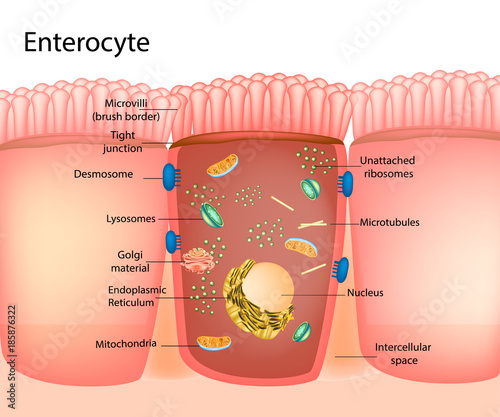 "Intestinal absorptive cells/ Enterocyte" Stock image and royalty-free ...