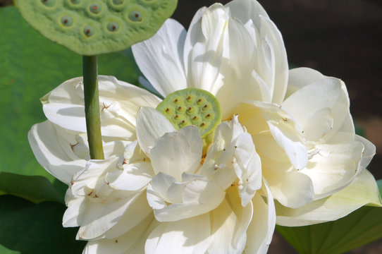 水芙蓉 Images – Browse 624 Stock Photos, Vectors, and Video | Adobe Stock