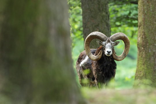 "Ovis Musimon" Images – Browse 18,479 Stock Photos, Vectors, and Video ...