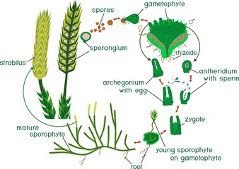 Club Mosses Life Cycle Luscious Lycophytes Primitive Vascular Plants