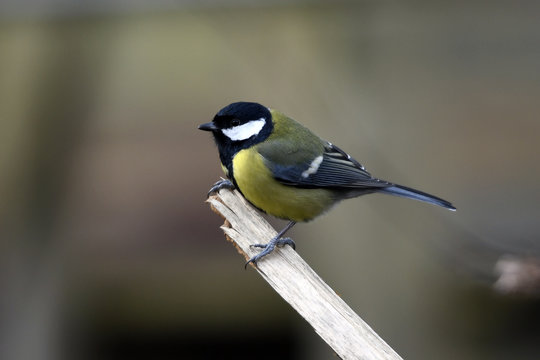 Musvit Images – Browse 43 Stock Photos, Vectors, and Video | Adobe Stock