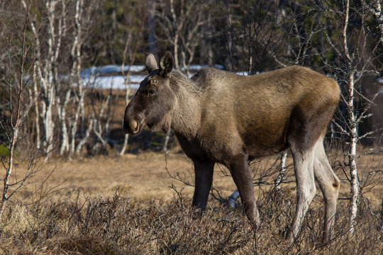 Elg Bilder – Durchsuchen 191 Archivfotos, Vektorgrafiken und Videos ...