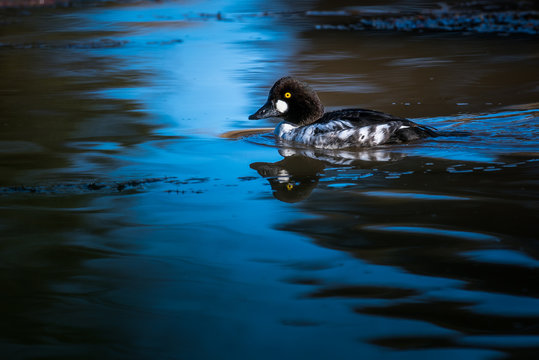 Goldeneye Images – Browse 3,111 Stock Photos, Vectors, and Video ...