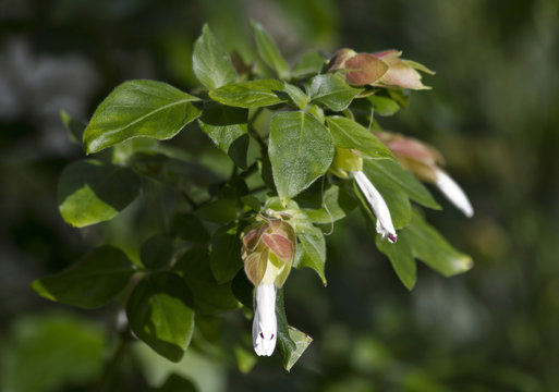 Obrázky Lanate – procházejte fotografie, vektory a videa 40,616 | Adobe ...