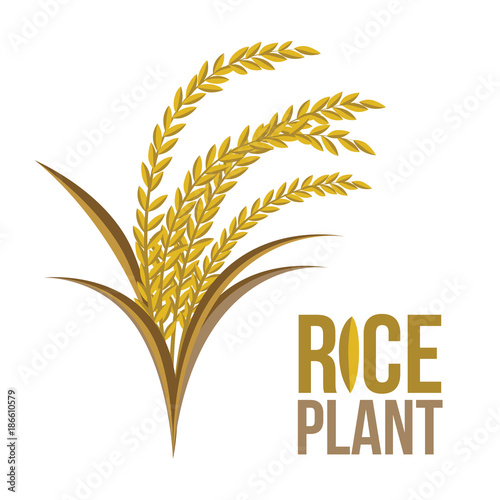 "Rice Plant on white background ,Vector, illustration." Stock image and ...