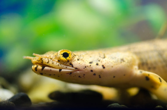 รูปภาพPolypterus – เลือกดูภาพถ่ายสต็อก เวกเตอร์ และวิดีโอ98 | Adobe Stock