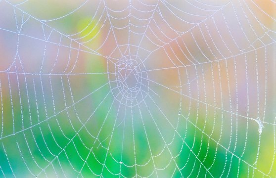 Spinnweb Bilder – Durchsuchen 54 Archivfotos, Vektorgrafiken und Videos ...