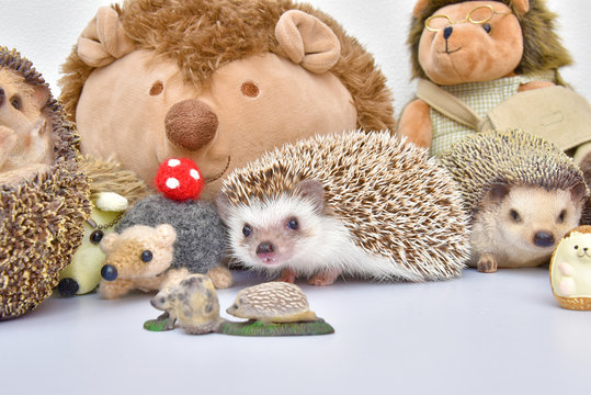 「Ciwei」の画像 - 9 件の Stock 写真、ベクターおよびビデオ | Adobe Stock