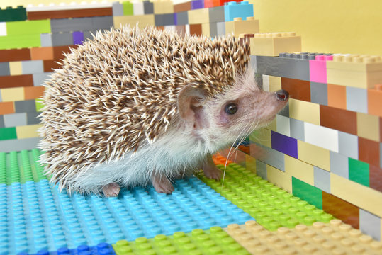 Ciwei Imagens – Procure 9 fotos, vetores e vídeos | Adobe Stock