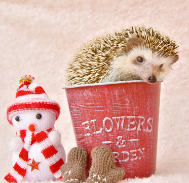 「Ciwei」の画像 - 9 件の Stock 写真、ベクターおよびビデオ | Adobe Stock