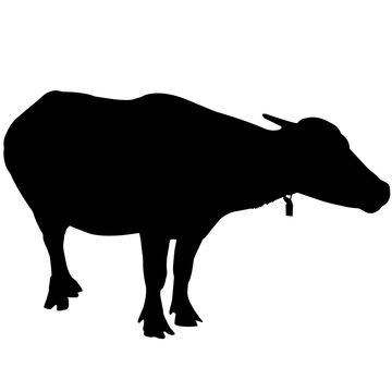 Carabao Vector