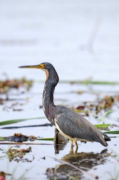 Lauernder Bilder – Durchsuchen 93 Archivfotos, Vektorgrafiken und ...