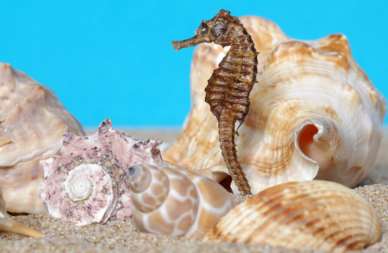 Seehorse Images – Browse 8 Stock Photos, Vectors, and Video | Adobe Stock