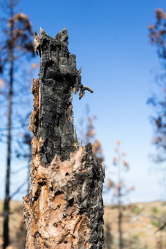 Verbrannter Images – Browse 147 Stock Photos, Vectors, and Video ...