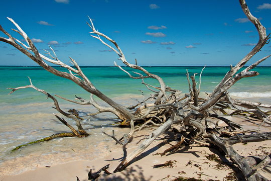 Jutia Bilder – Durchsuchen 228 Archivfotos, Vektorgrafiken und Videos ...