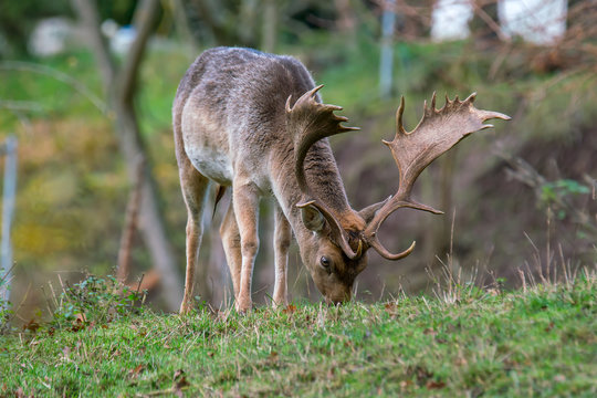 Scheusal Bilder – Durchsuchen 339 Archivfotos, Vektorgrafiken und ...