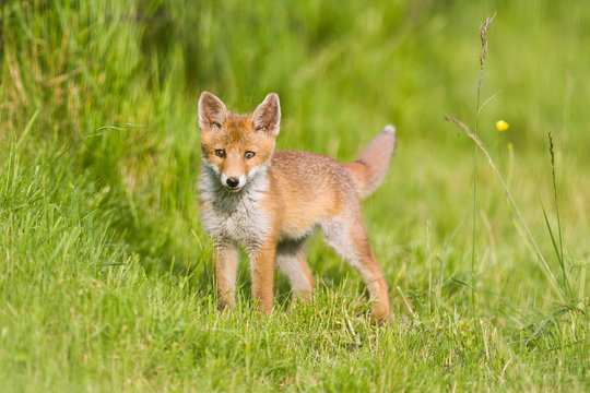 Renardeau Bilder – Durchsuchen 327 Archivfotos, Vektorgrafiken und ...