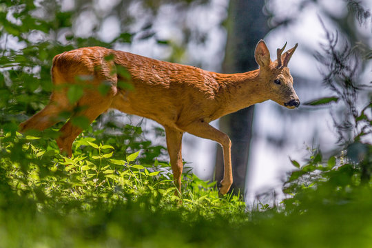 Brocard-Bilder: Stock-Fotos & -Videos. | Adobe Stock