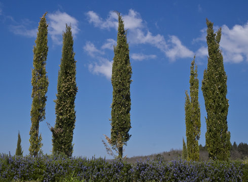 Cypres Images – Browse 2,554 Stock Photos, Vectors, and Video | Adobe Stock