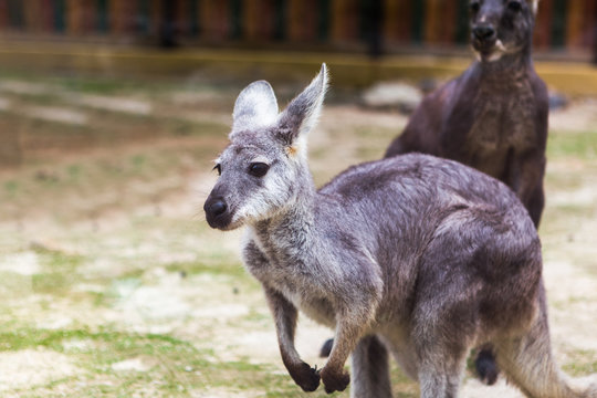 Wallaroo Pet