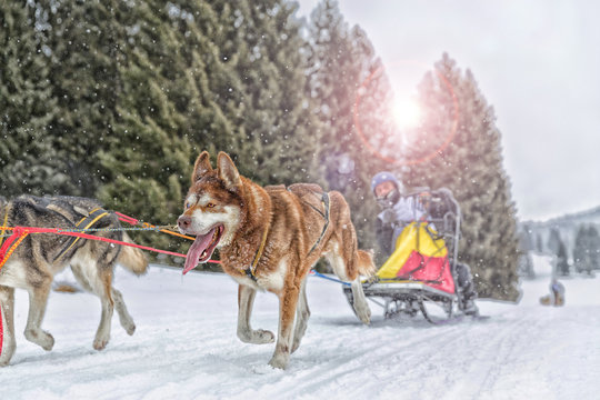 รูปภาพMushing – เลือกดูภาพถ่ายสต็อก เวกเตอร์ และวิดีโอ19,293 | Adobe Stock