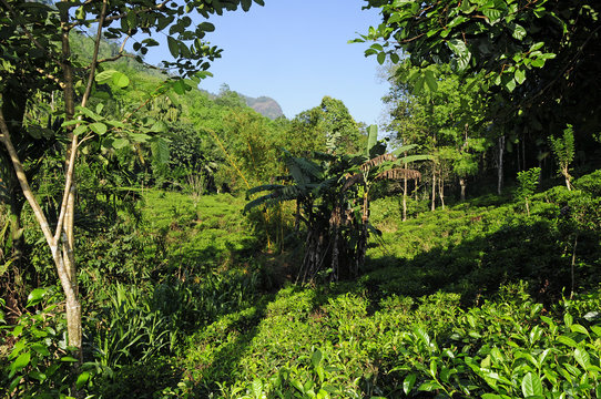 Tee-Anbau Images – Browse 13 Stock Photos, Vectors, and Video | Adobe Stock