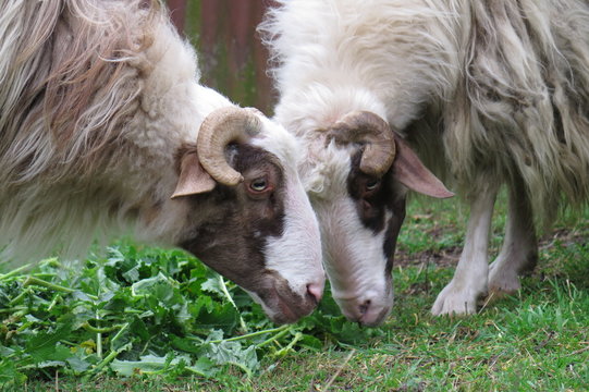 Montoni Images – Browse 57 Stock Photos, Vectors, and Video | Adobe Stock