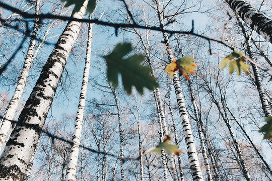 Leag Bilder – Durchsuchen 782 Archivfotos, Vektorgrafiken und Videos ...