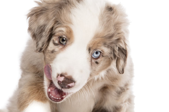 "Mini Australian Shepherd" Images – Browse 687 Stock Photos, Vectors ...