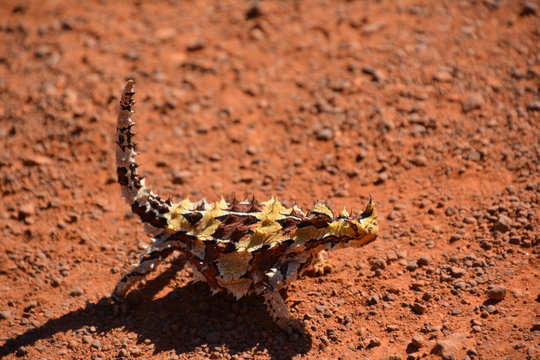 Izard bilder – Bläddra bland 829 stockfoton, vektorer och videor ...