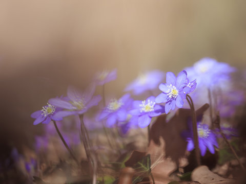 "Hepatica Nobilis Images – Browse 9,445 Stock Photos, Vectors, and ...