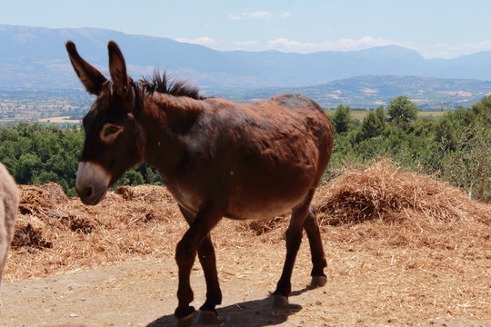 รูปภาพAsno – เลือกดูภาพถ่ายสต็อก เวกเตอร์ และวิดีโอ4,157 | Adobe Stock
