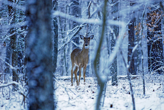 Ralph Petty photos, images, assets | Adobe Stock