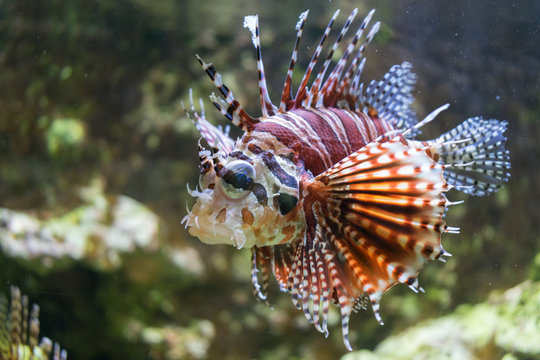 Tropicarium Bilder – Durchsuchen 112 Archivfotos, Vektorgrafiken und ...