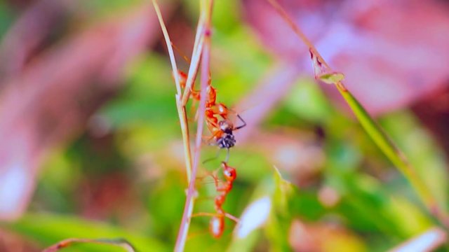 Group-Of-Ants Images – Browse 20 Stock Photos, Vectors, and Video | Adobe Stock