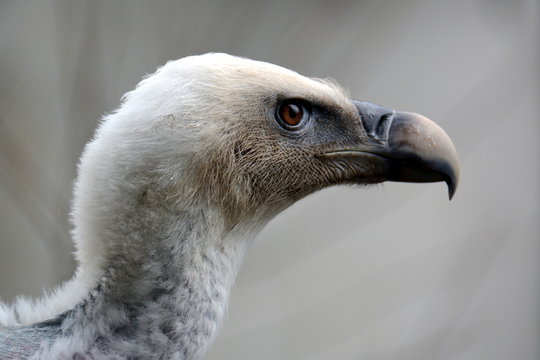 Aasgeier bilder – Bläddra bland 264 stockfoton, vektorer och videor ...