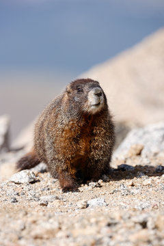 「Horay」の写真素材 | 42件の無料イラスト画像 | Adobe Stock