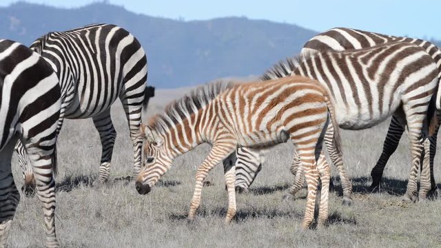 Animals Video Footage – Browse 2,327,383 HD Stock Video and Footage ...