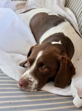 Springador Images – Browse 85 Stock Photos, Vectors, and Video | Adobe ...