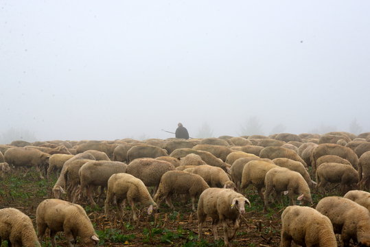 Schafhirte bilder – Bläddra bland 202 stockfoton, vektorer och videor ...
