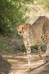 Cheetah photos, royalty-free images, graphics, vectors & videos | Adobe ...