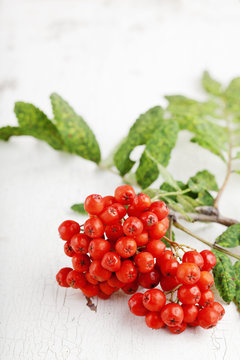 รูปภาพRowan-Berry – เลือกดูภาพถ่ายสต็อก เวกเตอร์ และวิดีโอ3,164 | Adobe ...