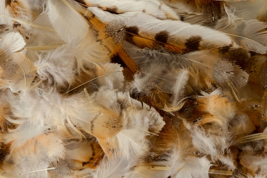 "Plume Texture" Images – Browse 25 Stock Photos, Vectors, and Video ...