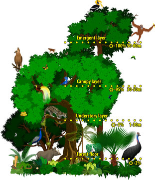 Animals That Live On The Forest Floor Layer Of Rainforest Layers ...