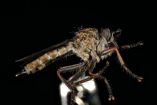 Dasselfliege Bilder – Durchsuchen 589 Archivfotos, Vektorgrafiken und ...