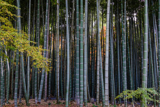 "Bamboo Forest" Immagini - Sfoglia 8,039 foto, vettoriali e video Stock ...