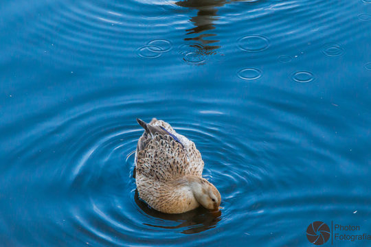 Chapuzon Images – Browse 200 Stock Photos, Vectors, and Video | Adobe Stock