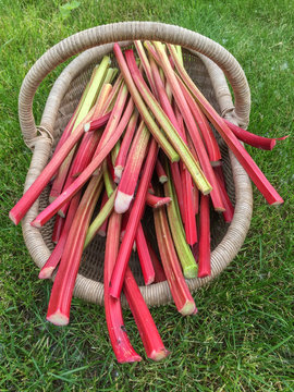 「Rubarb」の写真素材 | 2,954件の無料イラスト画像 | Adobe Stock